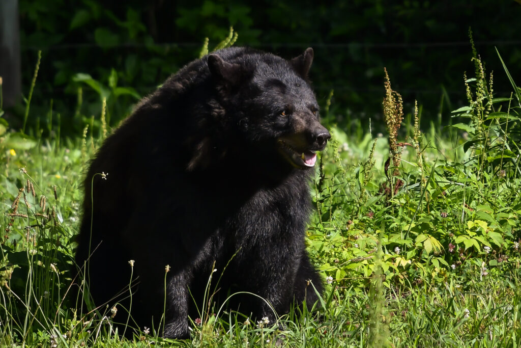 Outer Banks Wildlife Expedition - The Photo Classroom